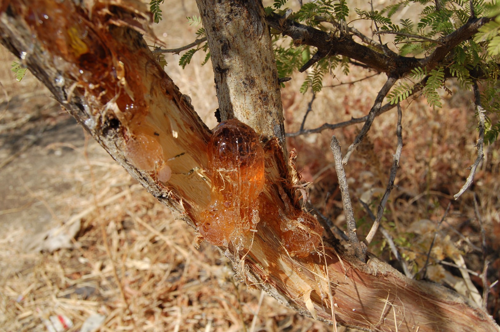 Prebio T | Acacia seyal gum Extract Online in Europe